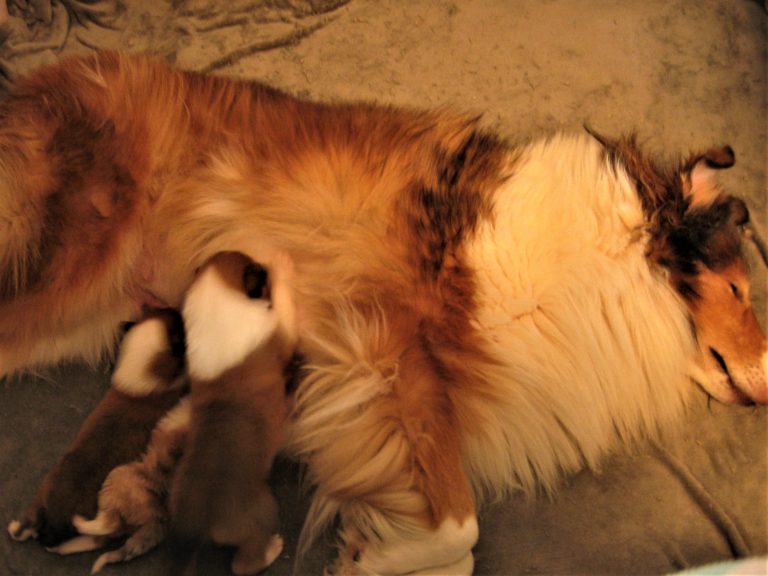 Available Collie Puppies – Rivendell Collies and Irish Wolfhounds