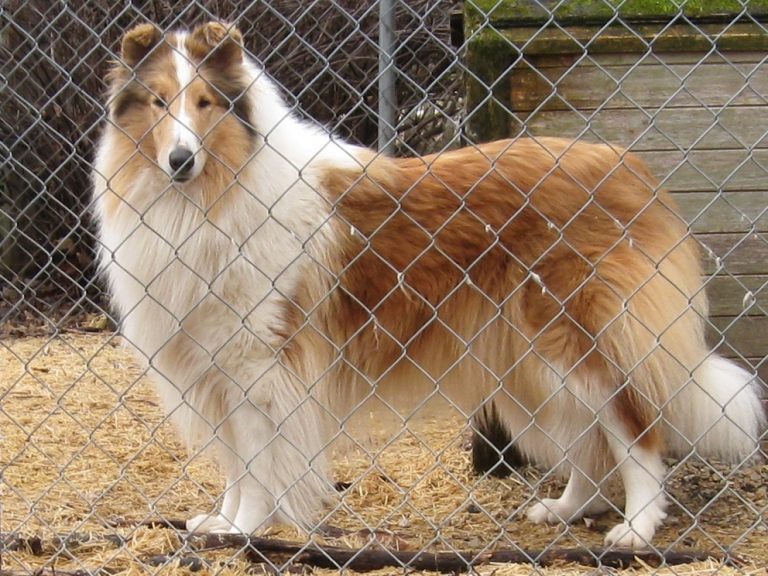 Rivendell Collies and Irish Wolfhounds – Collies and Irish Wolfhounds ...